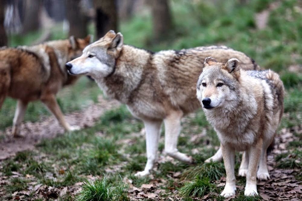 Wolves returned to Zemplén county - Daily News Hungary