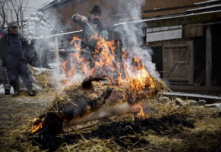 Traditional Hungarian pigsticking