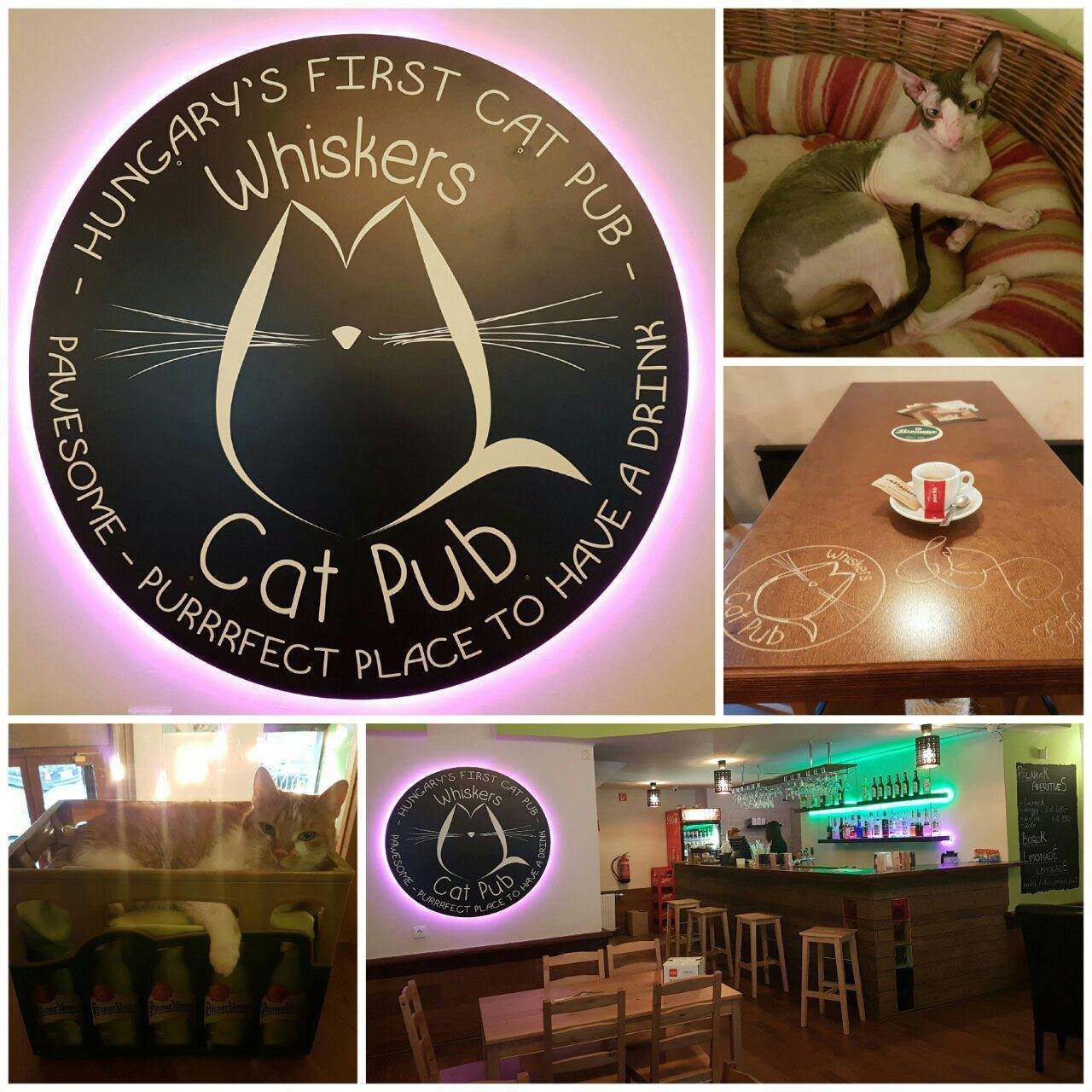 Hungary's first cat pub has opened - DailyNewsHungary