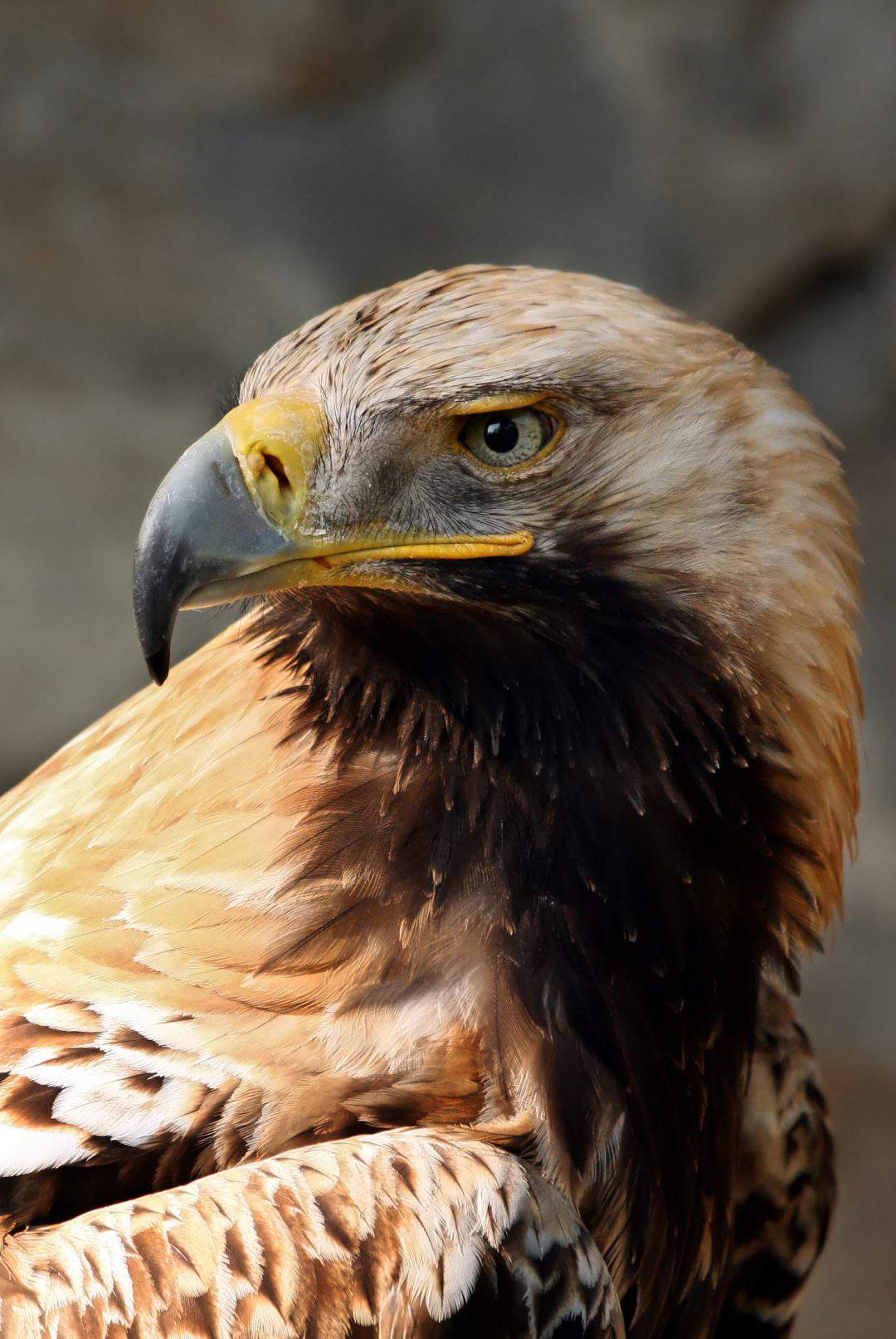 14 Hungarian wild animals that are worth the most - Daily News Hungary