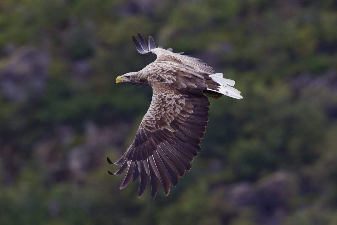 14 Hungarian wild animals that are worth the most - Daily News Hungary