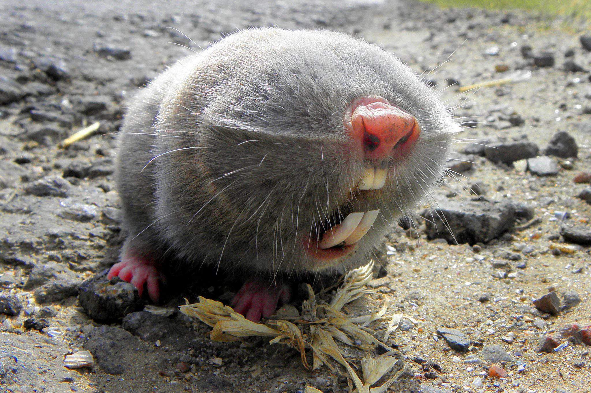 14 Hungarian wild animals that are worth the most