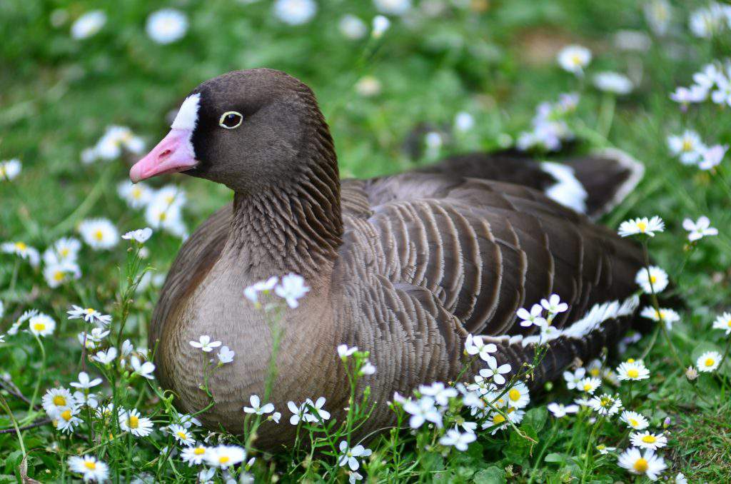 14 Hungarian wild animals that are worth the most - Daily News Hungary
