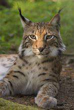 14 Hungarian wild animals that are worth the most