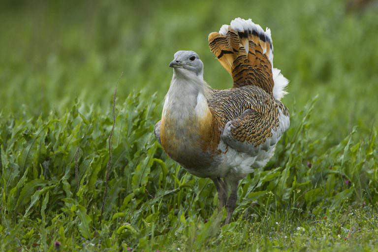 14 Hungarian wild animals that are worth the most