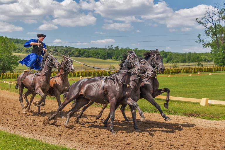 Are you familiar with Hungarian horse breeds? Here's what you need to ...