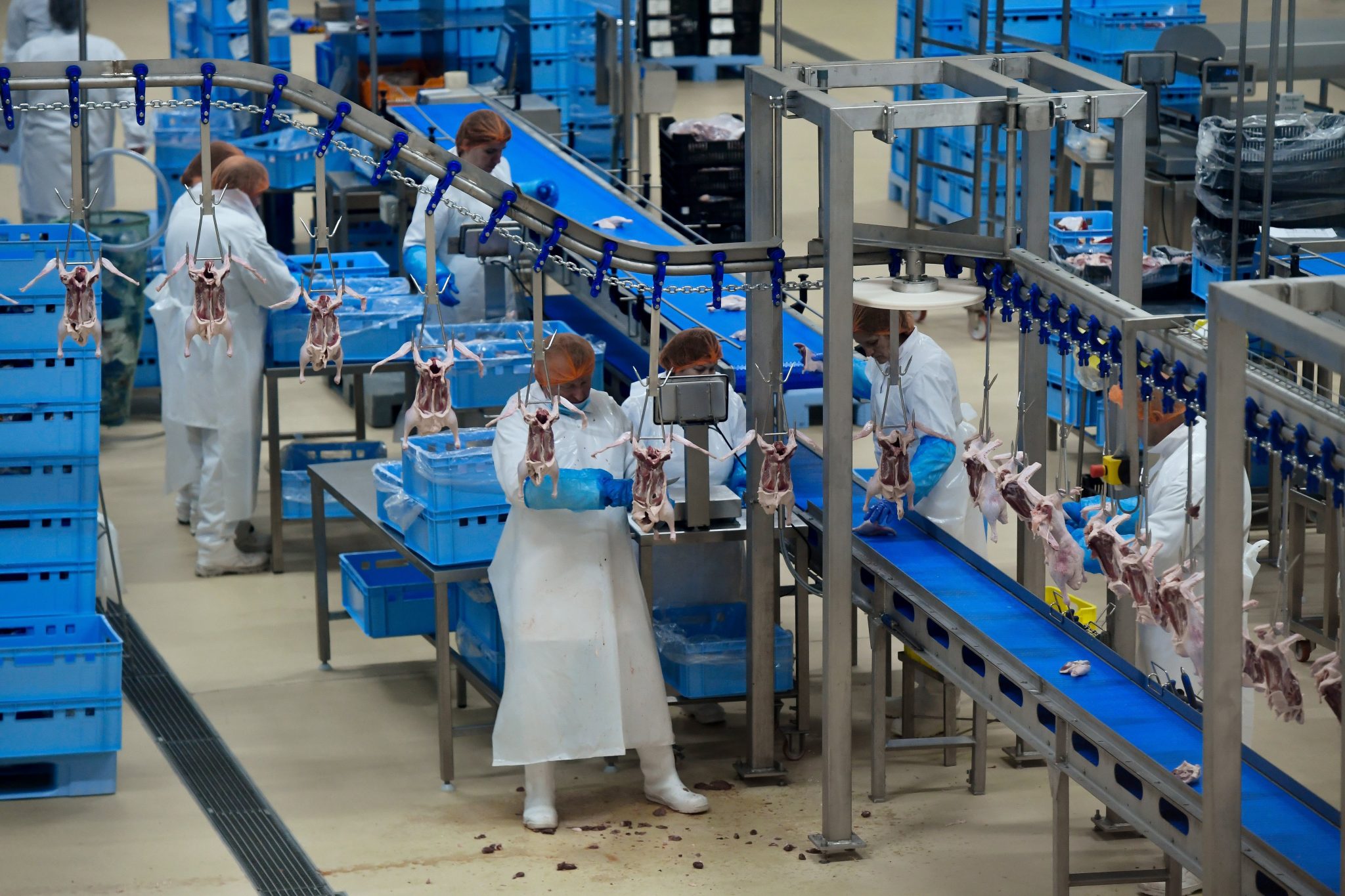 Hungary is the 2nd largest producer of duck meat in Europe, here is the ...