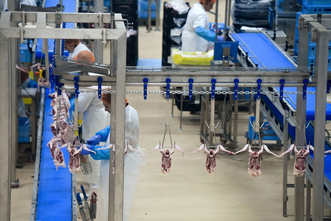 Hungary is the 2nd largest producer of duck meat in Europe, here is the ...