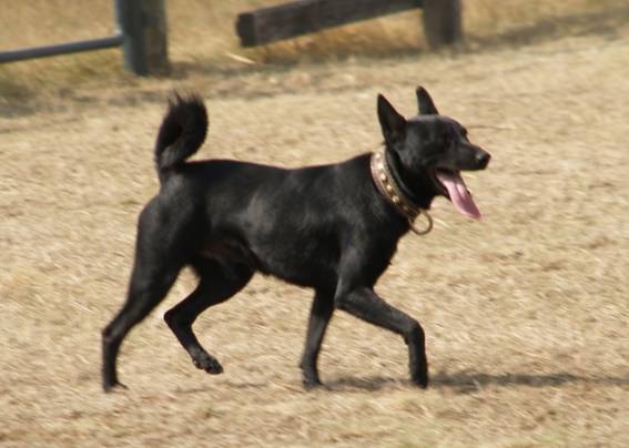 Get to know Sinka, the mysterious, "new" Hungarian dog breed