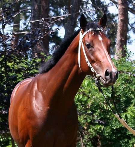 The most famous Hungarian animals to be proud of - PHOTOS ...