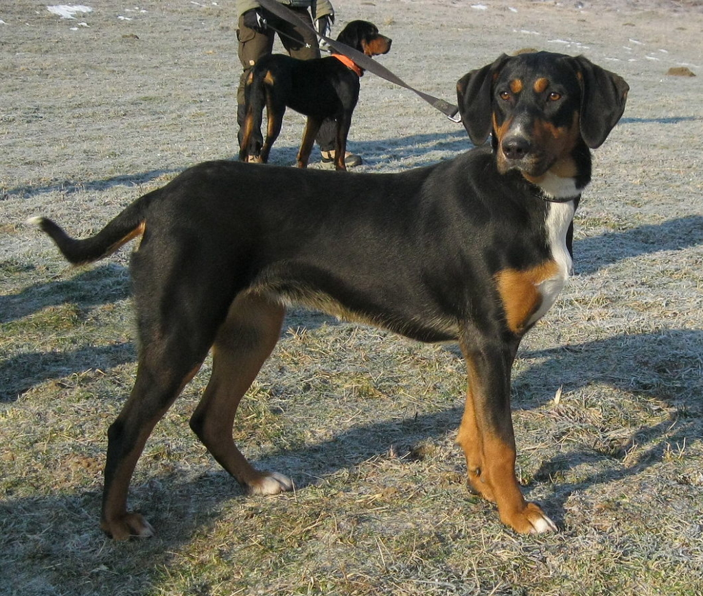 Our loyal companions: 9 native Hungarian dog breeds