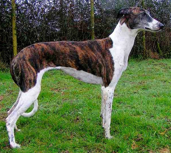 Our loyal companions: 9 native Hungarian dog breeds