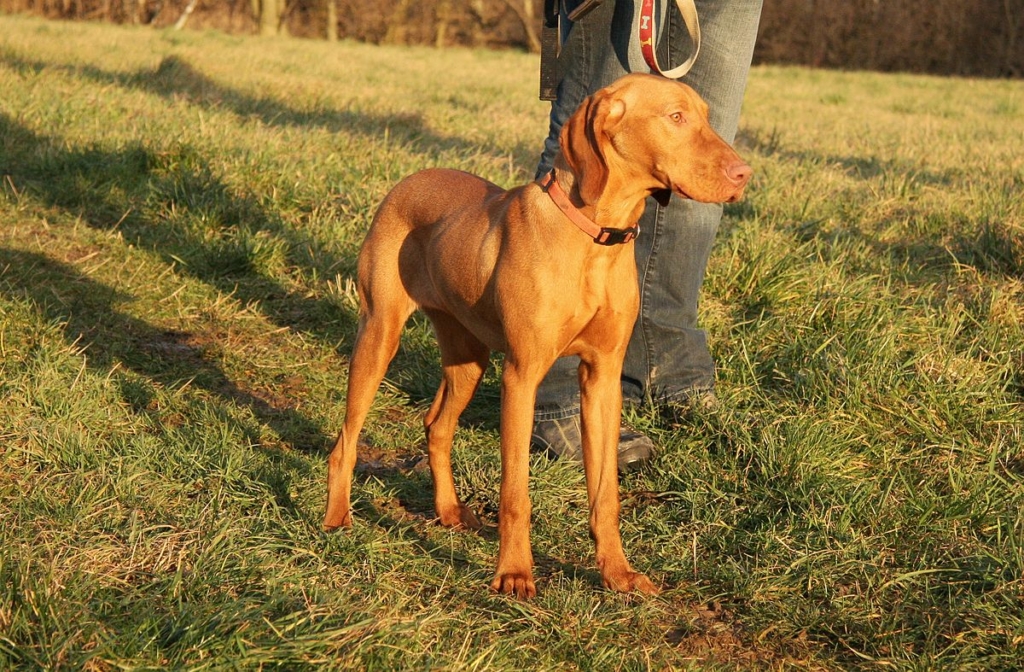 WOW! Hungarian dog breed vizsla of the national tax authority found ...