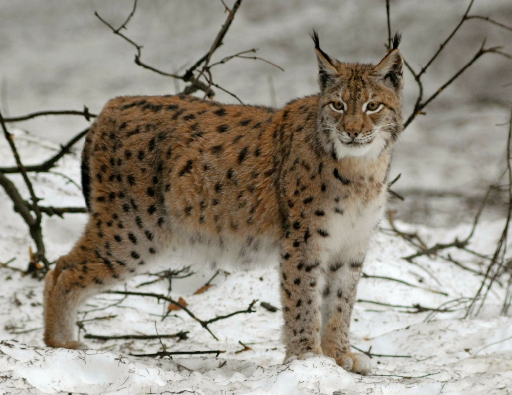 This old lynx rules the Börzsöny mountain - video - DailyNewsHungary