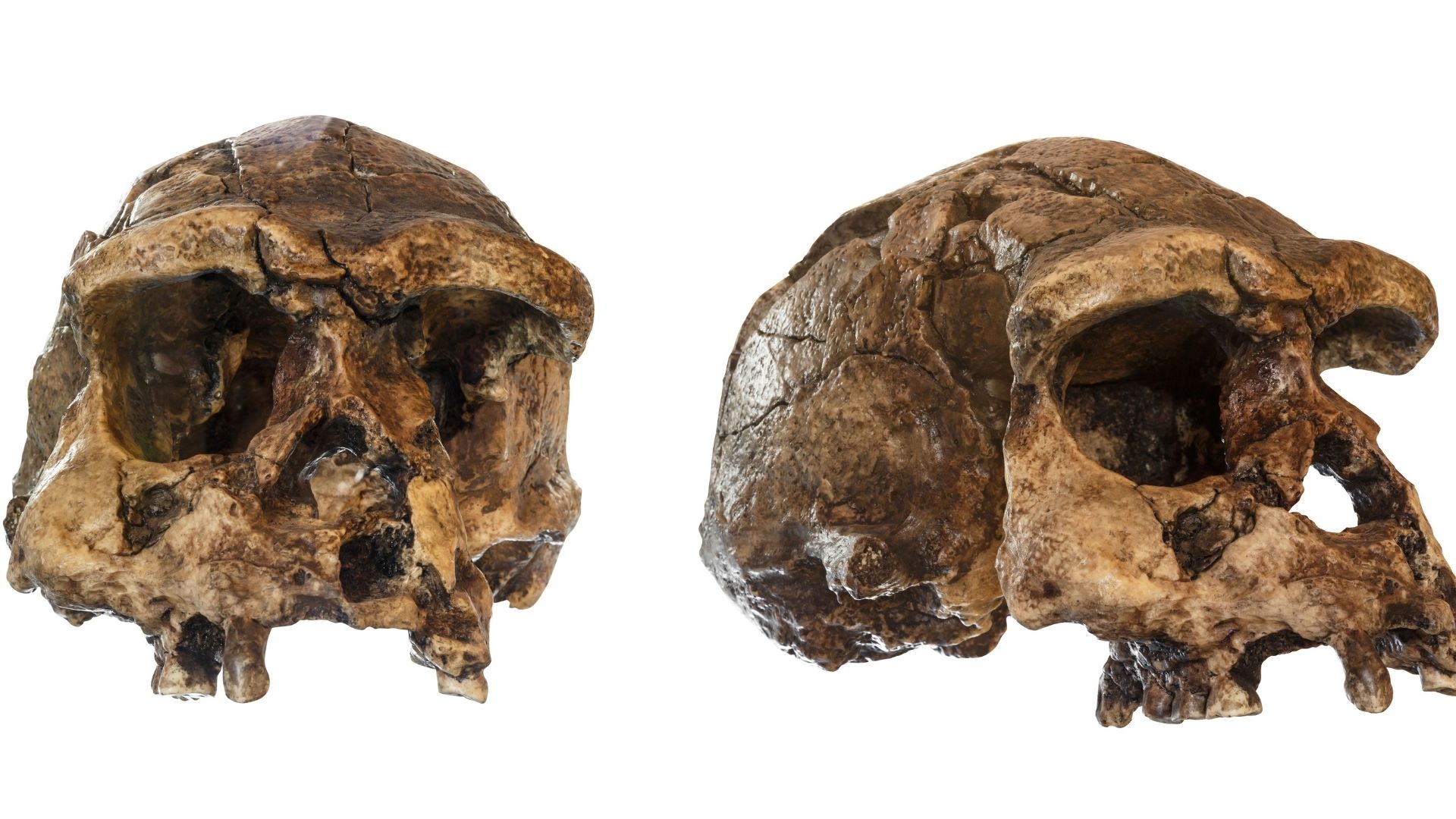 Sensational: Europe's oldest stone tools made by Homo Erectus found in ...