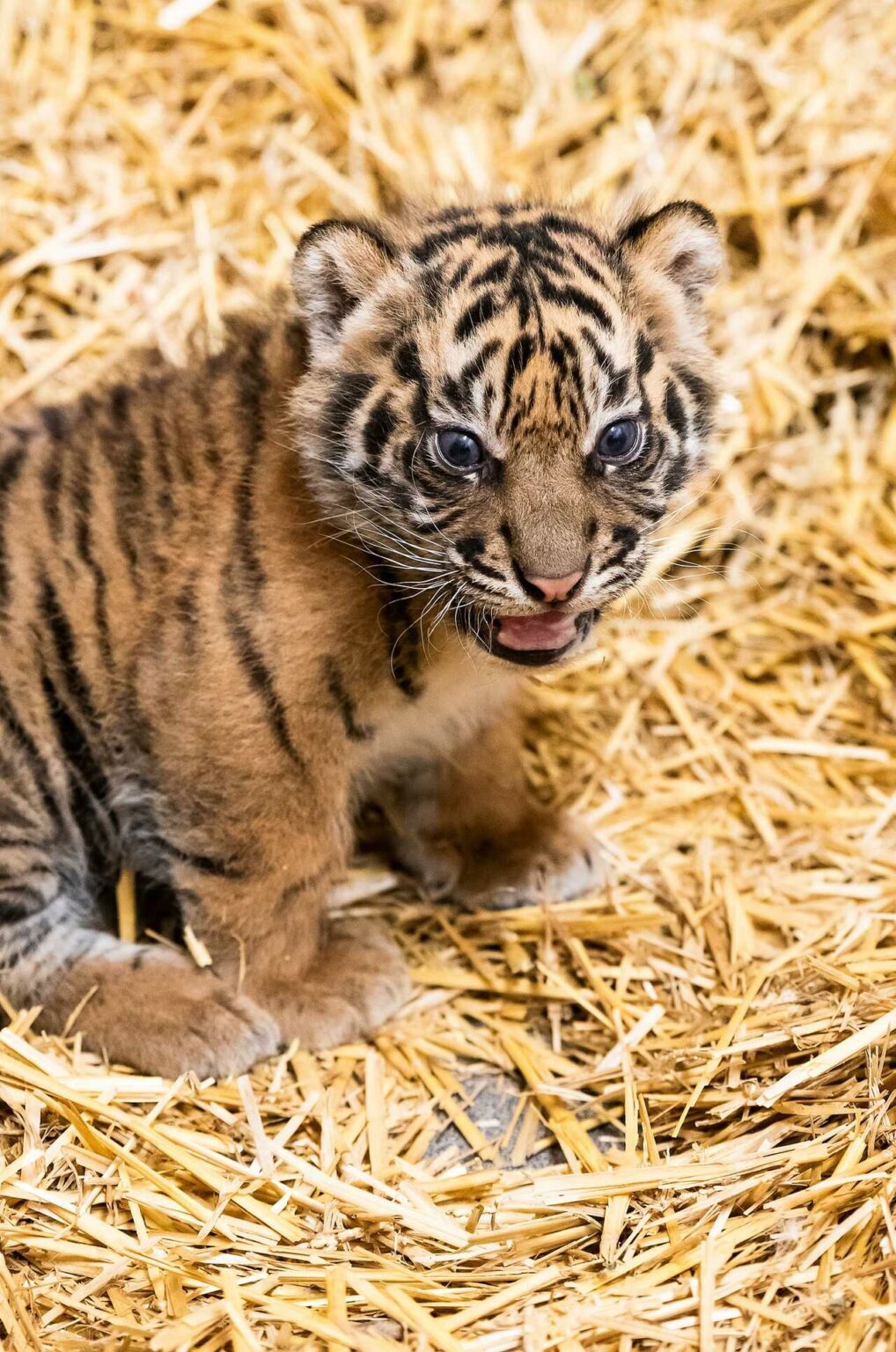 Cuteness overload: Extremely rare Sumatran tiger cubs born at ...